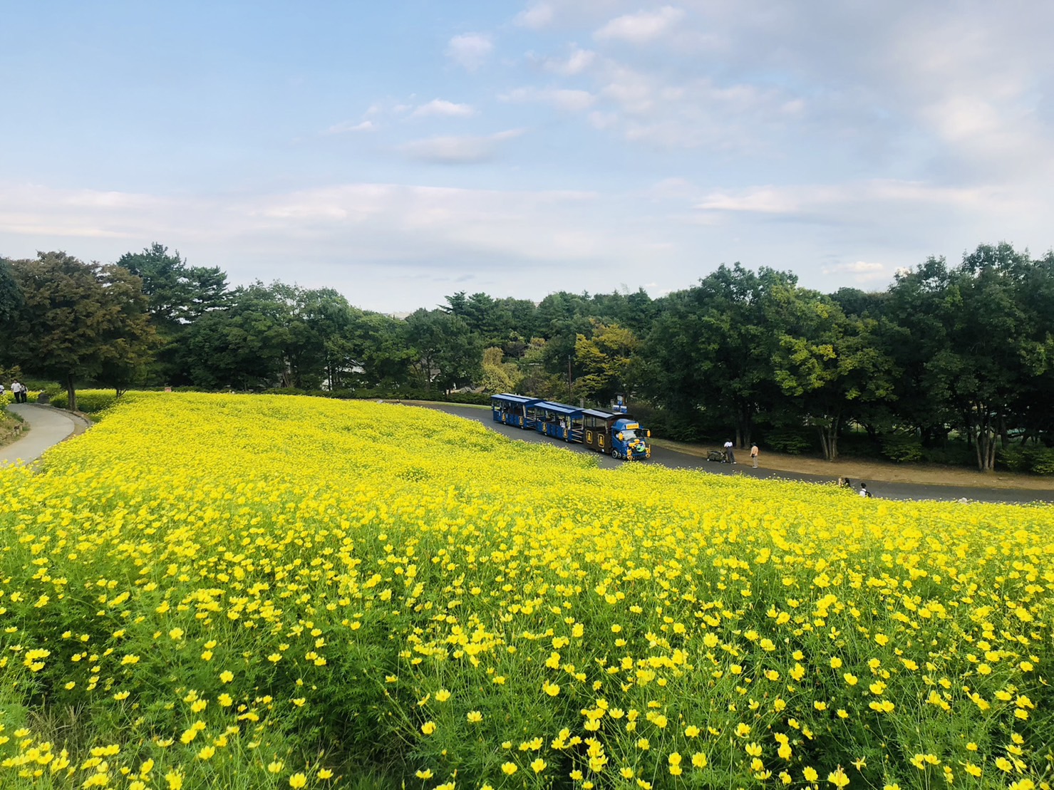 知っ得！！＜ケース別に解説 あなたの相続人はだれ？＞ | 一般社団法人 不動産相続サポート協会 RIPSA（リプサ）